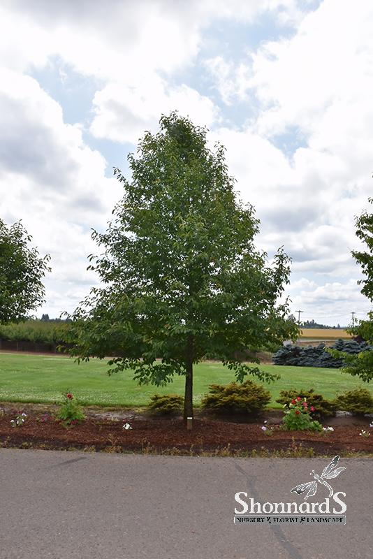 Shonnard’s Nursery - Red Rage Black Gum Red Rage Tupelo 15 Gal