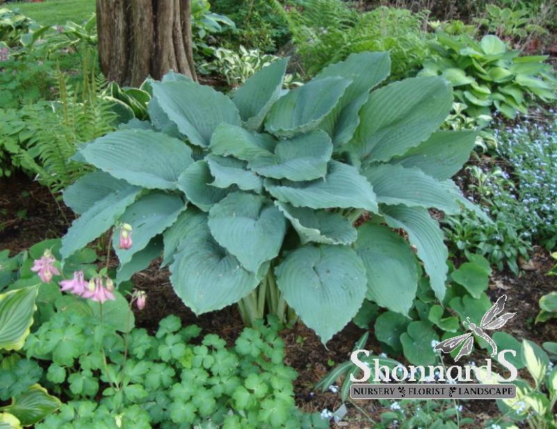 Shonnard’s Nursery - Hosta ‘Queen of The Seas’ Queen of The Seas ...